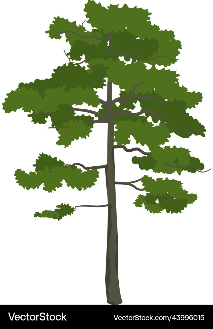 Pine tree high old plant forest nature Royalty Free Vector