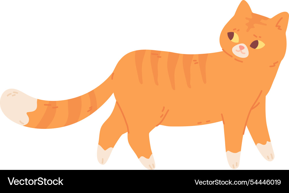 Interested cat looking back funny ginger kitten Vector Image
