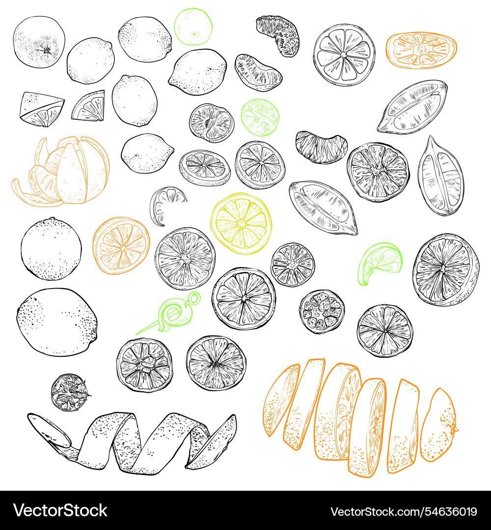 Line art hand drawn citrus set Royalty Free Vector Image