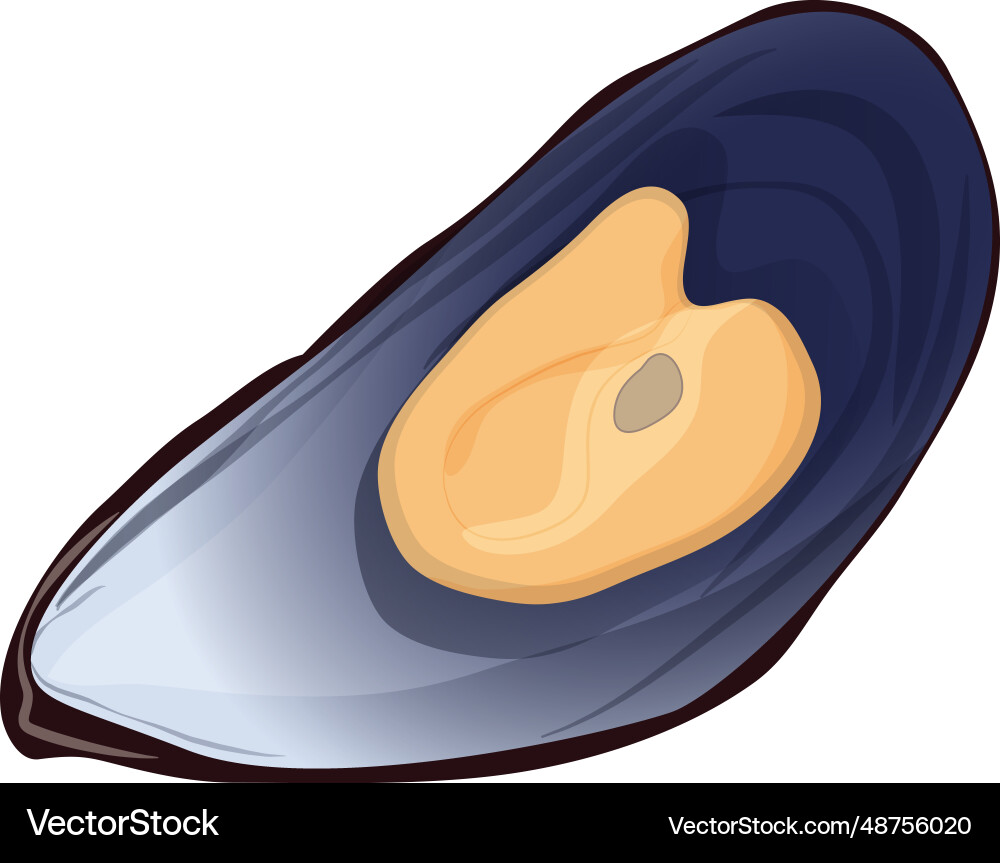 Fresh seafood mussels Royalty Free Vector Image