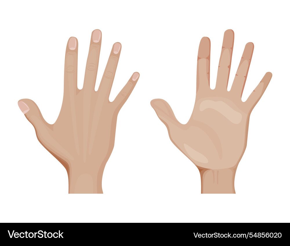 Front and palm side of hand Royalty Free Vector Image