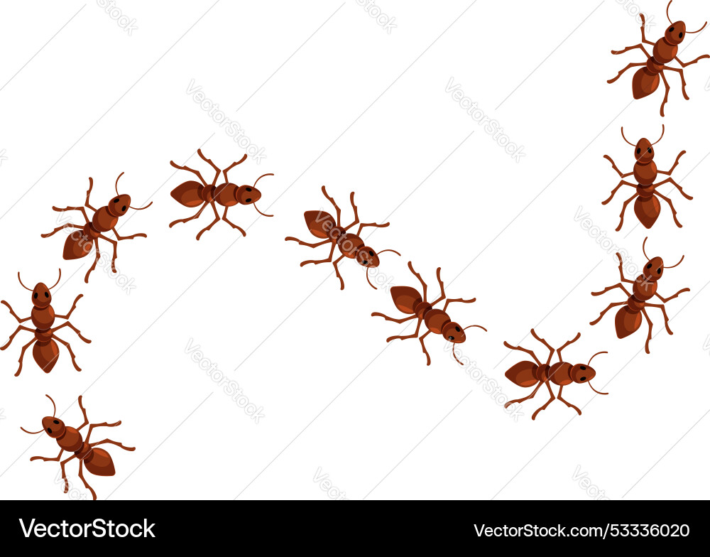 Red ants marching in a line on white background Vector Image