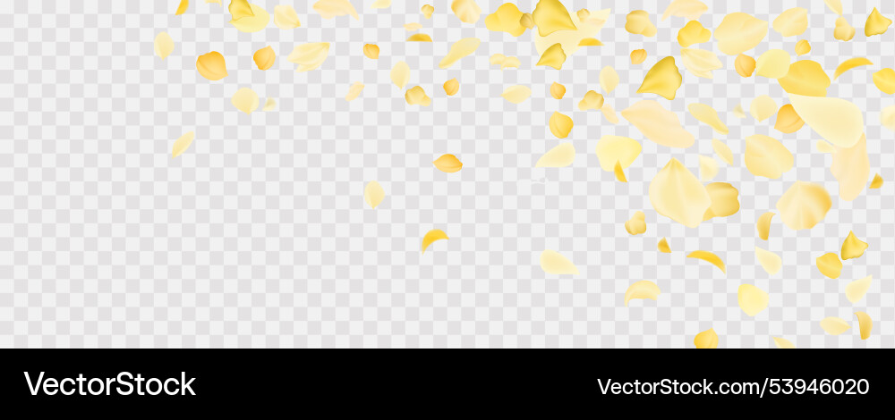 Yellow falling rose or sunflowers petals – Royalty-Free Vector ...