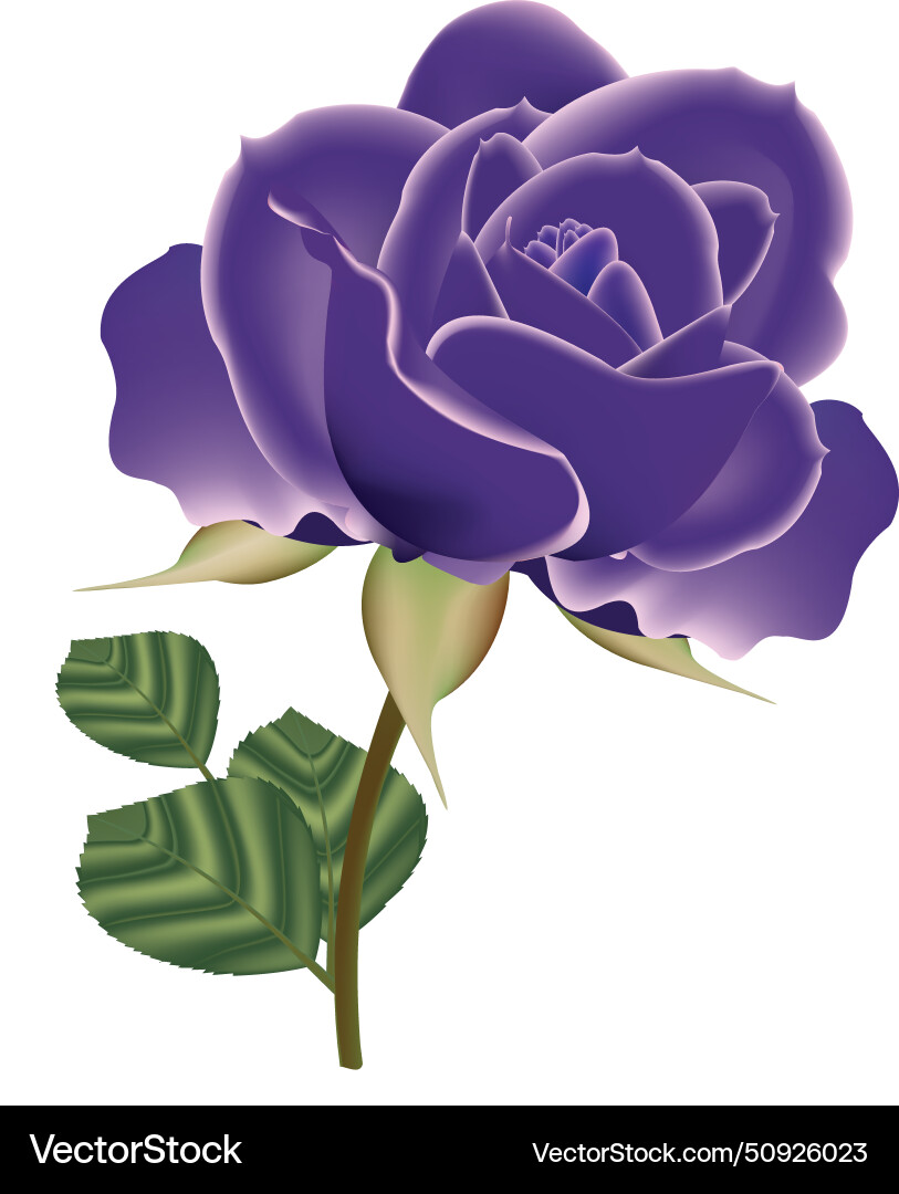 Rose flower design Royalty Free Vector Image - VectorStock