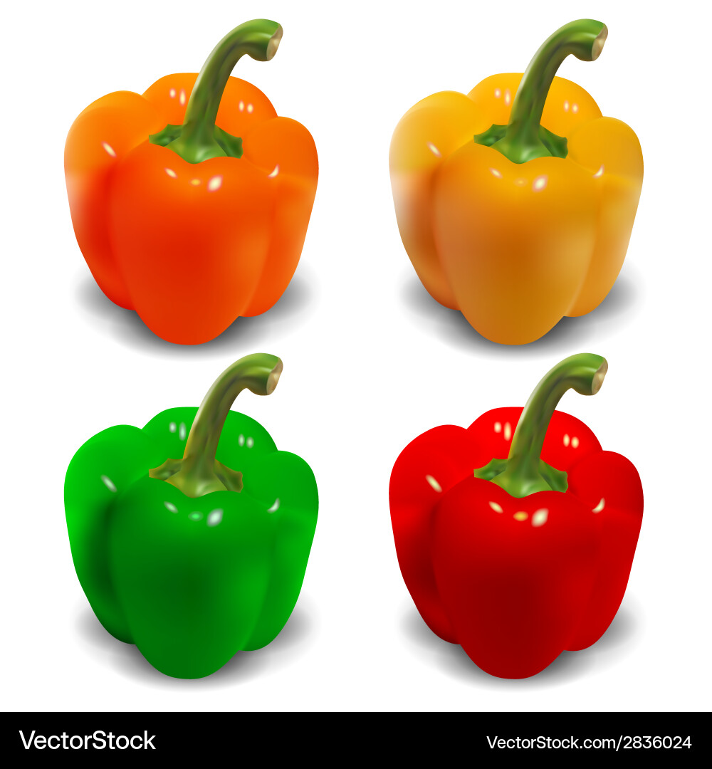 Bell pepper Royalty Free Vector Image - VectorStock
