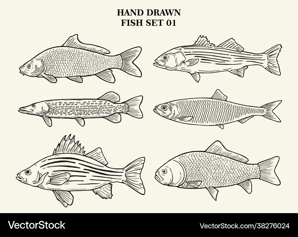 Hand drawn fish set 01 Royalty Free Vector Image