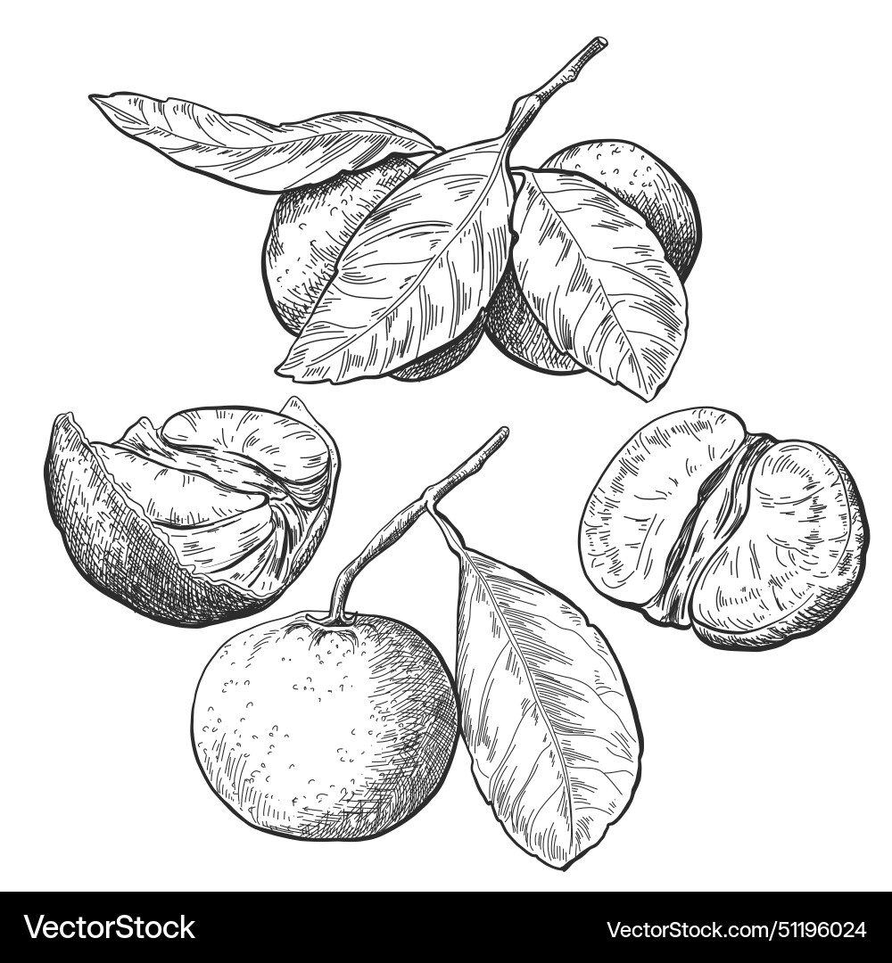 Hand drawn tangerine set isolated on white Vector Image
