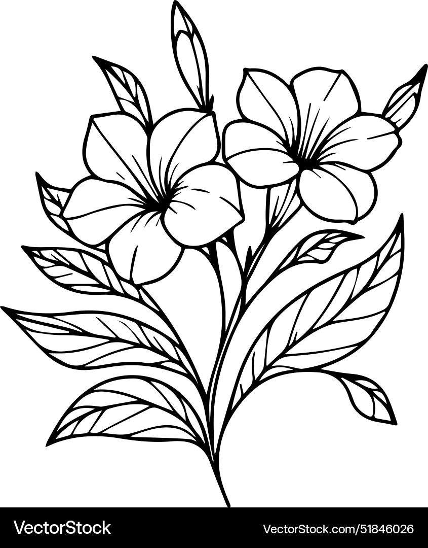 Easy allamanda cathartica art hand drawing Vector Image