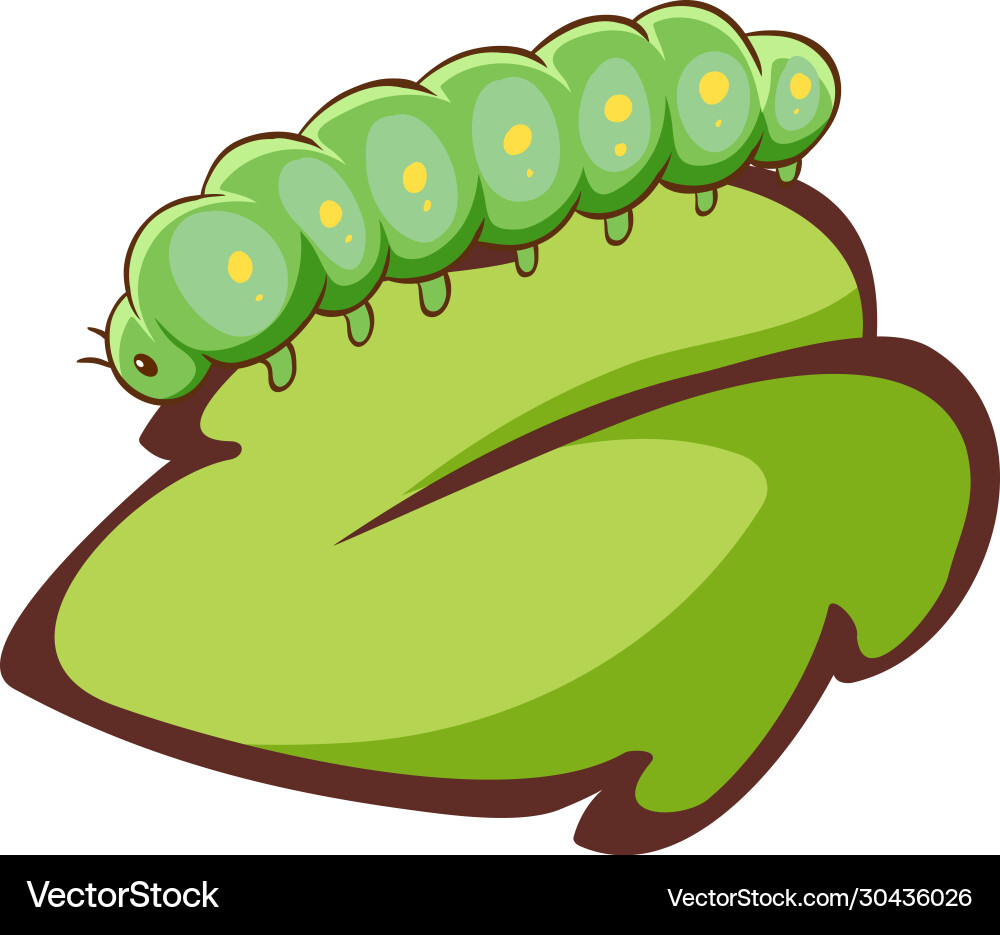 Green caterpillar on leaf white background Vector Image