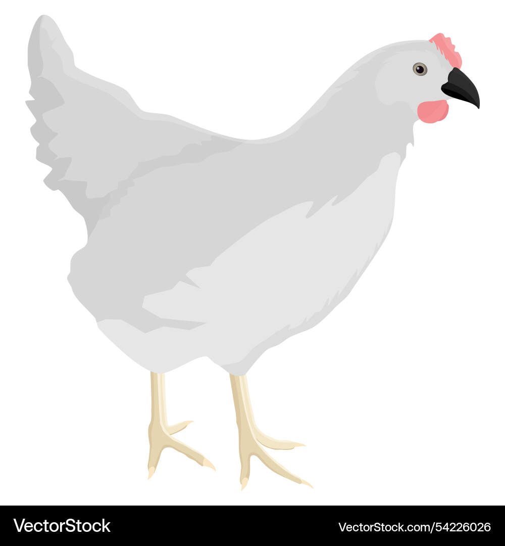White poultry farm chicken hen isolated Royalty Free Vector