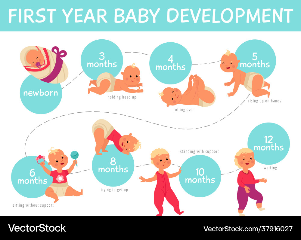 Baby growth infographics toddler development Vector Image