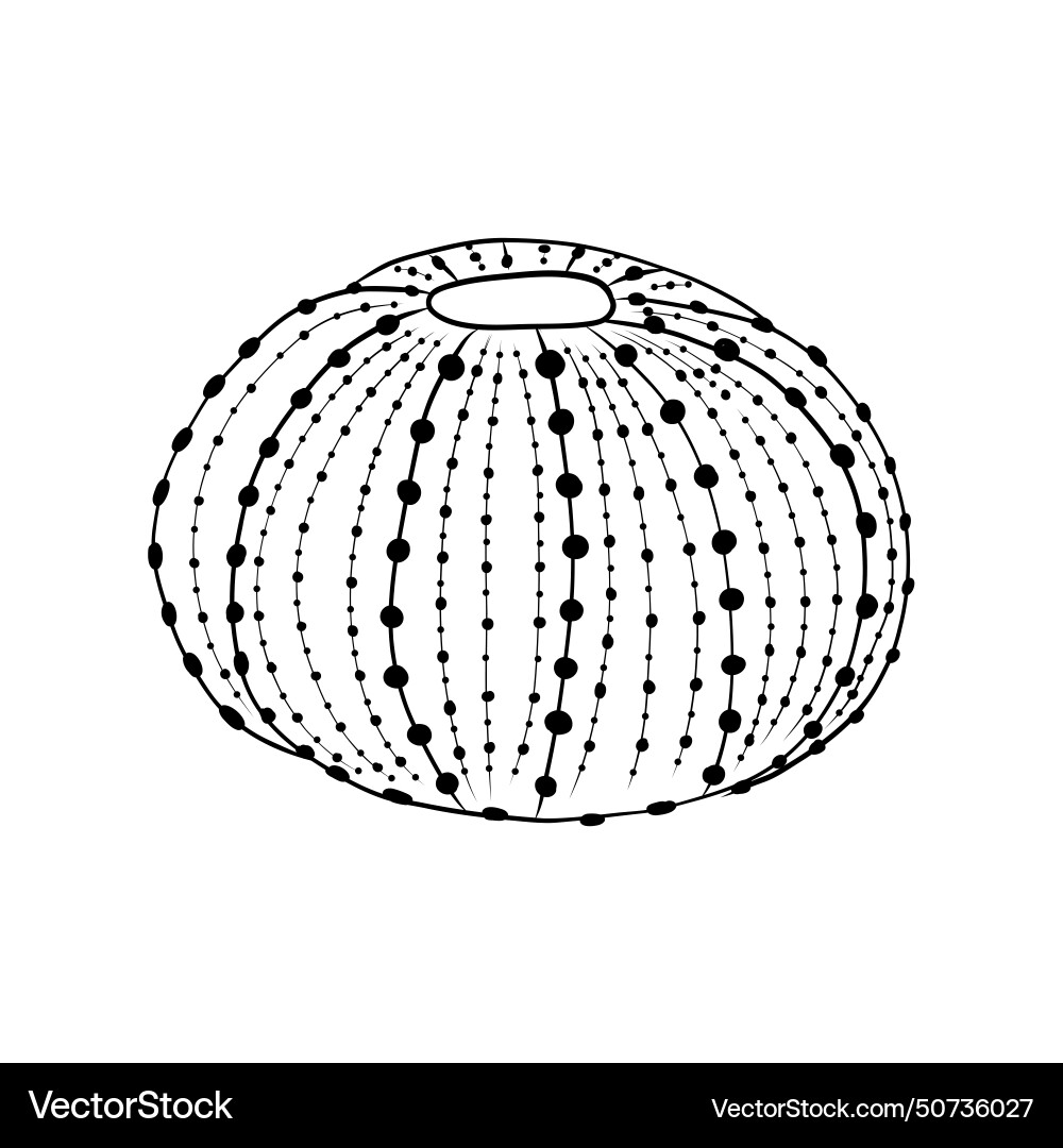 Sea urchin simple Royalty Free Vector Image - VectorStock