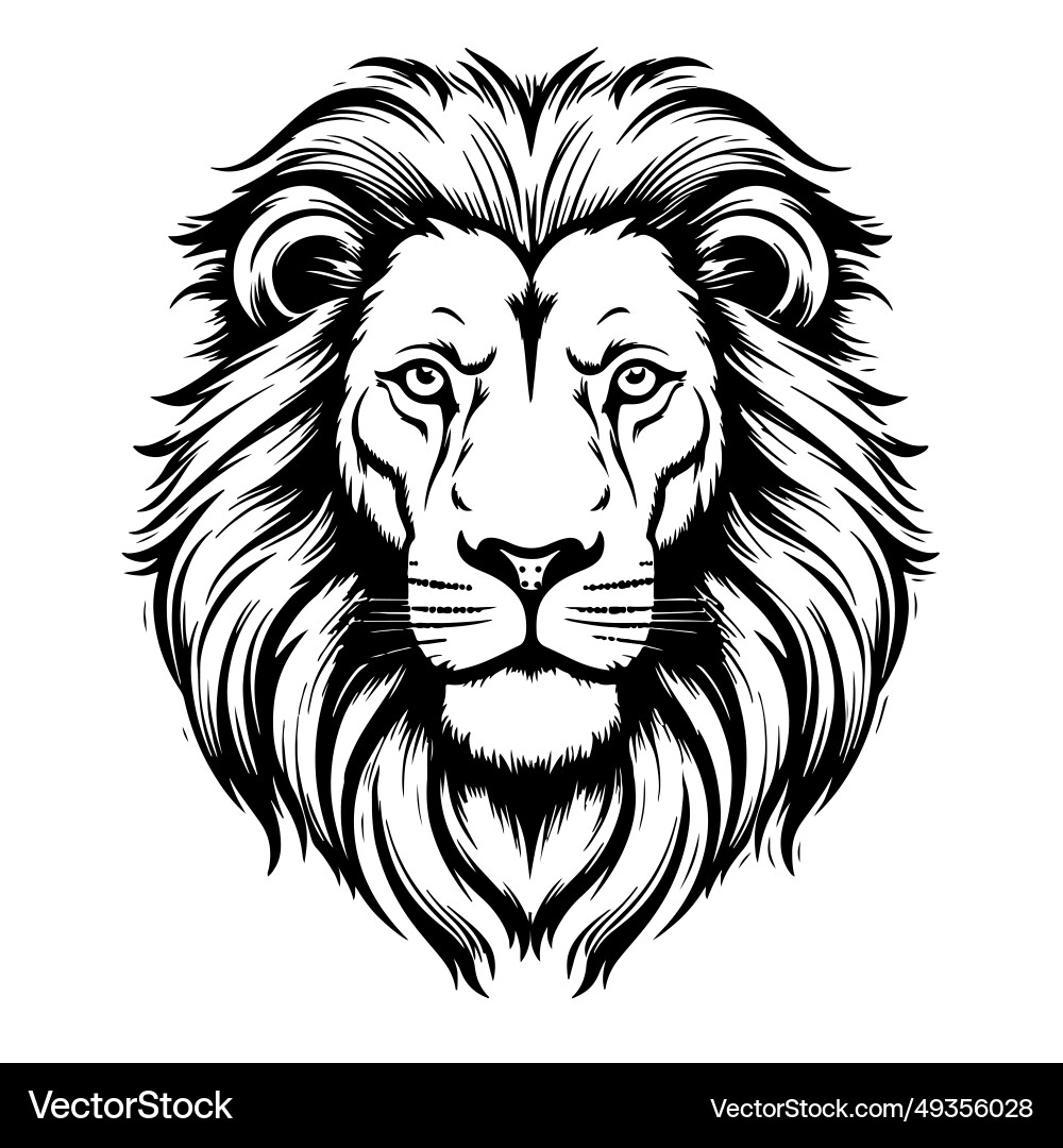 Lion portrait face head sketch hand drawn Vector Image