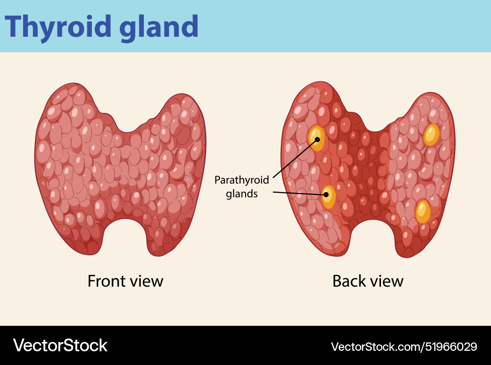 Front and back views of thyroid gland Royalty Free Vector