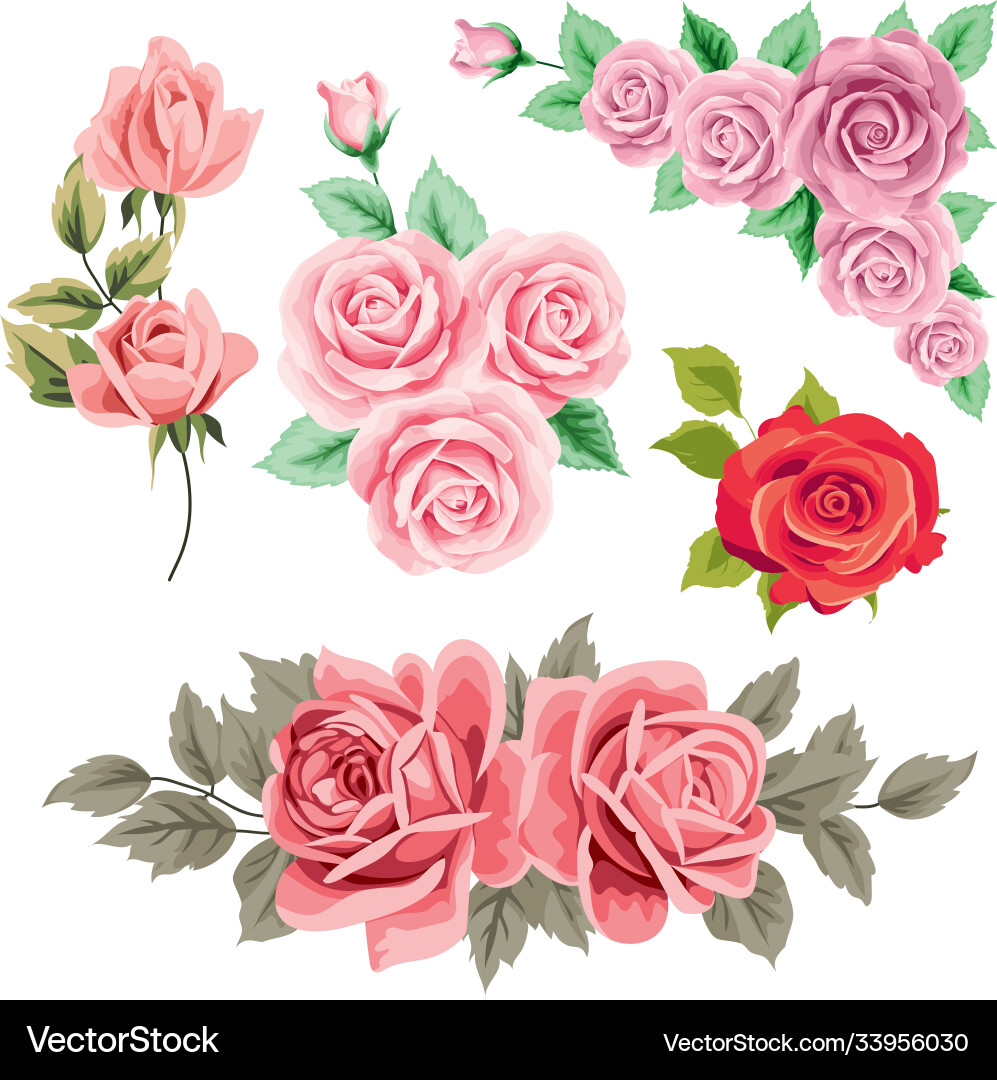 Roses Royalty Free Vector Image - VectorStock