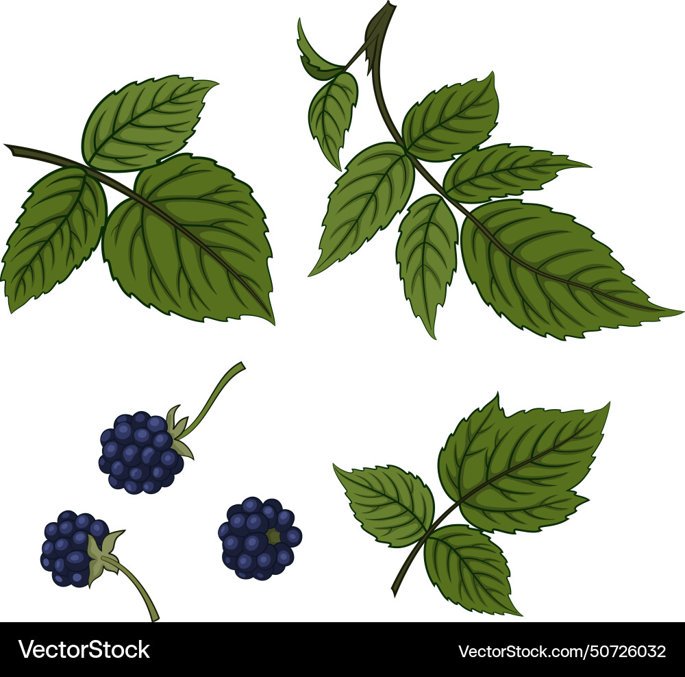 Blackberry and leaves Royalty Free Vector Image