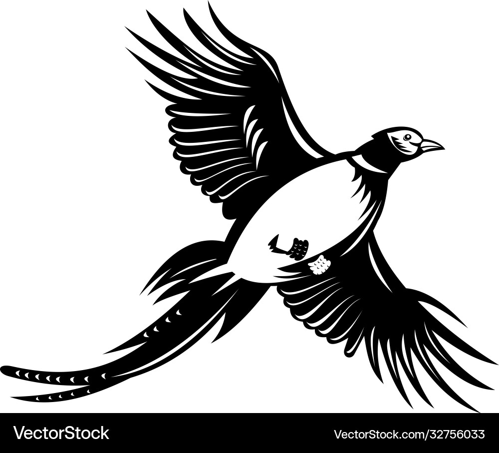 Ring-necked pheasant flying up retro black Vector Image