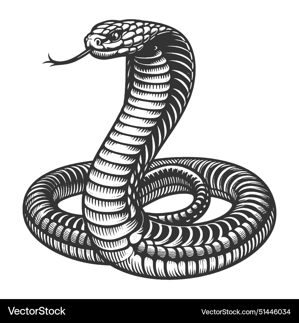 Cobra Vector Images (over 12,000)