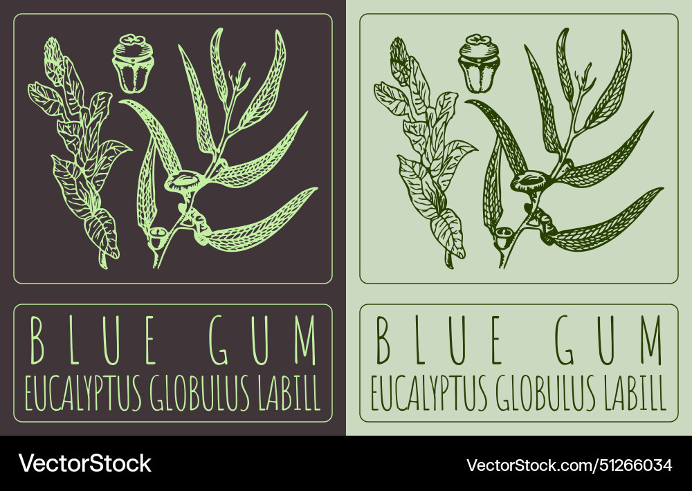Drawing blue gum hand drawn Royalty Free Vector Image