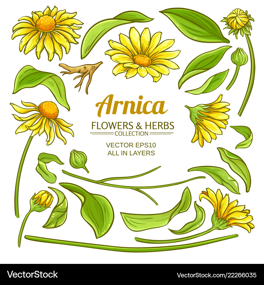 Arnica Flower Elements Set Royalty Free Vector Image