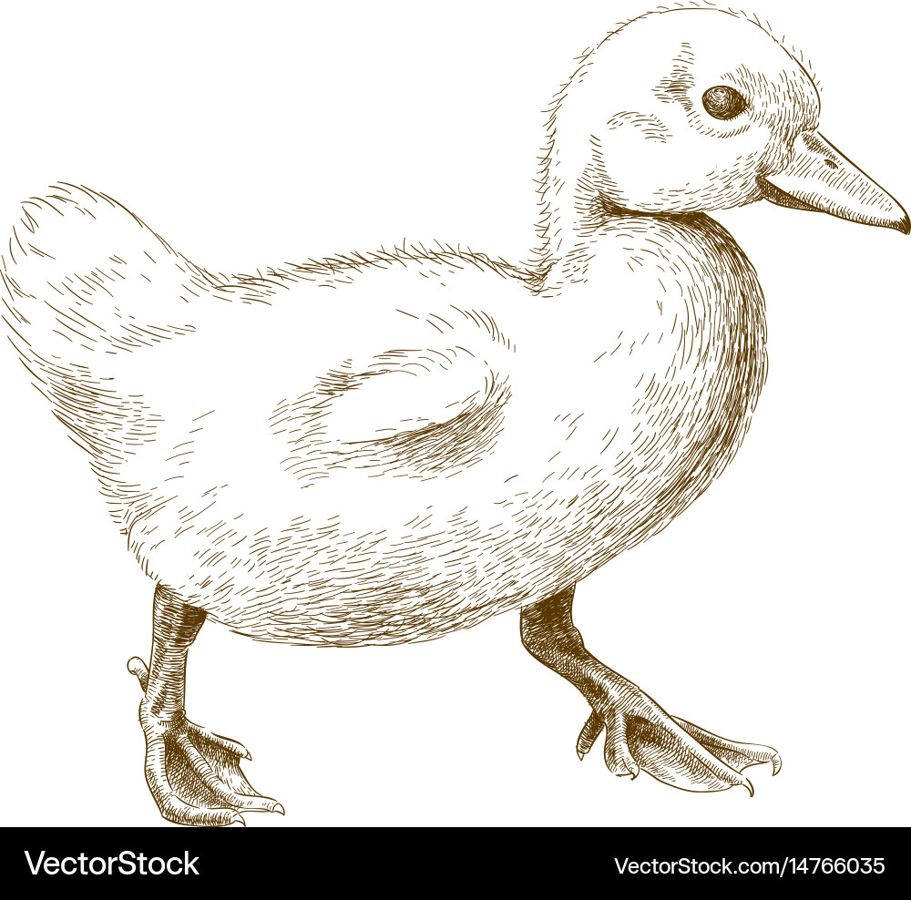 Engraving of duckling Royalty Free Vector Image