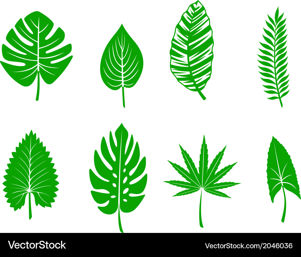Green tropical leaves Royalty Free Vector Image