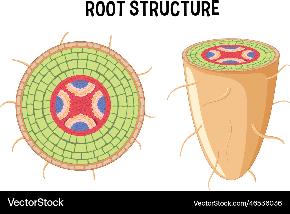 Internal structure of root diagram Royalty Free Vector Image