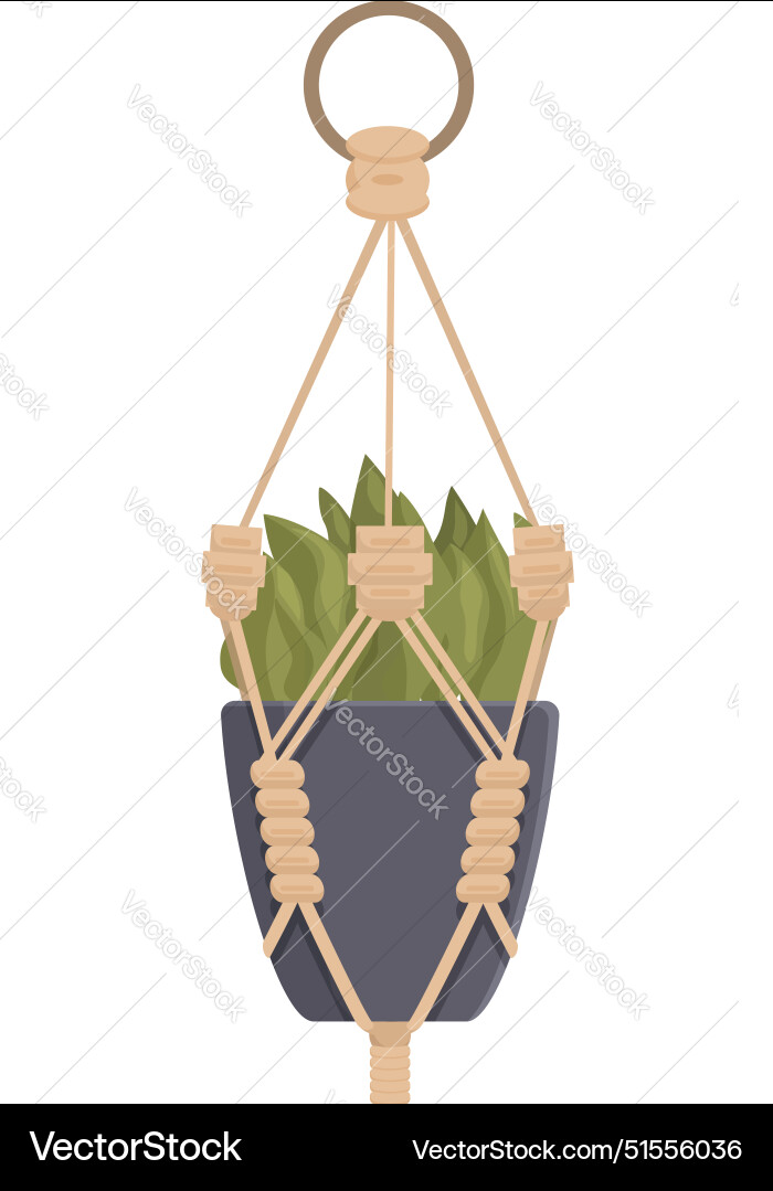 Macrame plant hanger with a succulent is hanging Vector Image