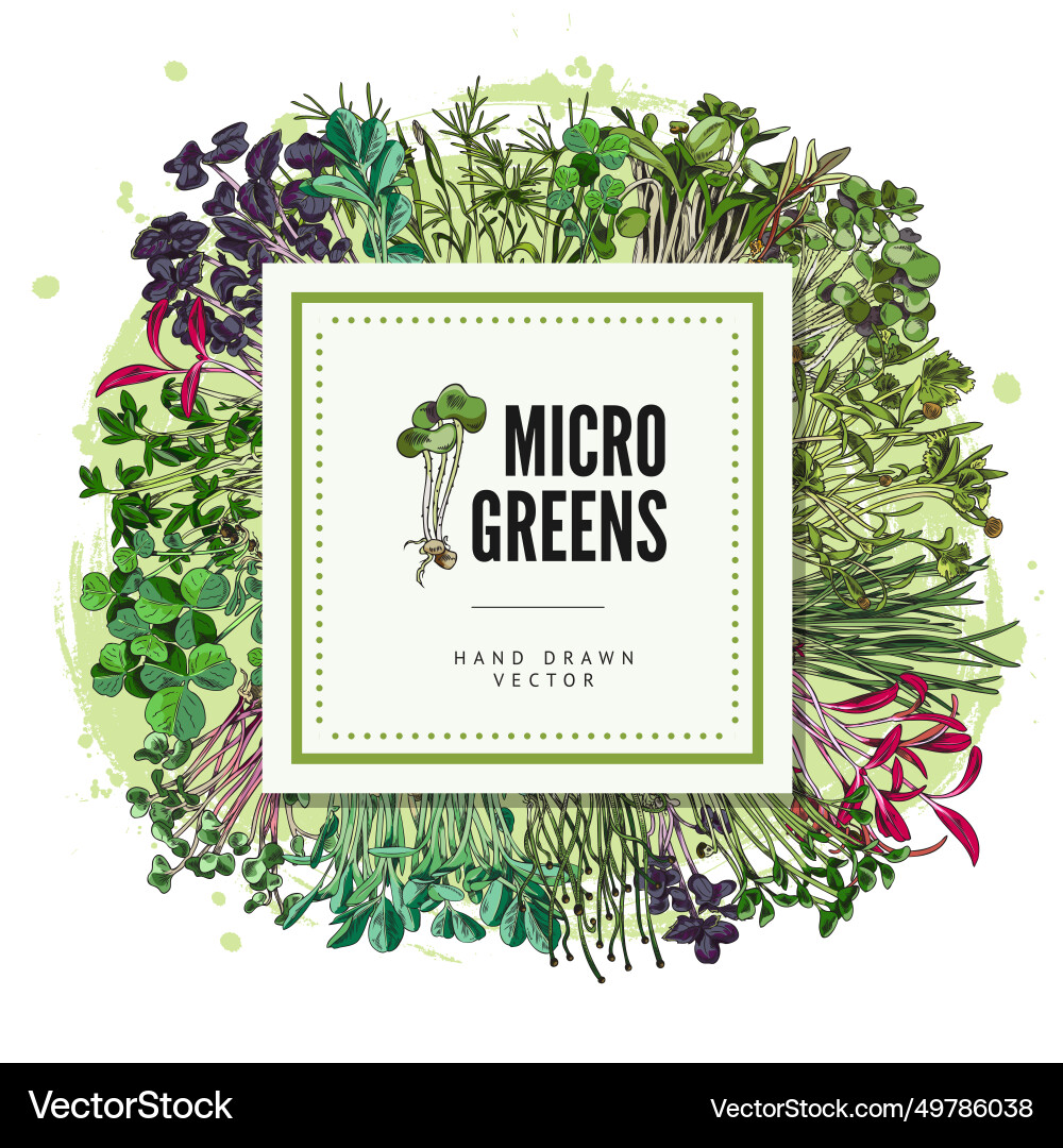 Microgreens square label design hand drawn Vector Image