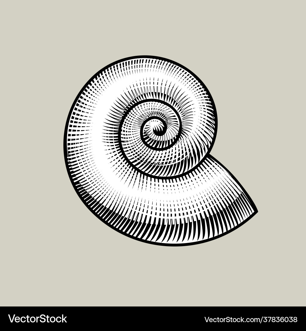 Spiral shell vintage stylized drawing Royalty Free Vector