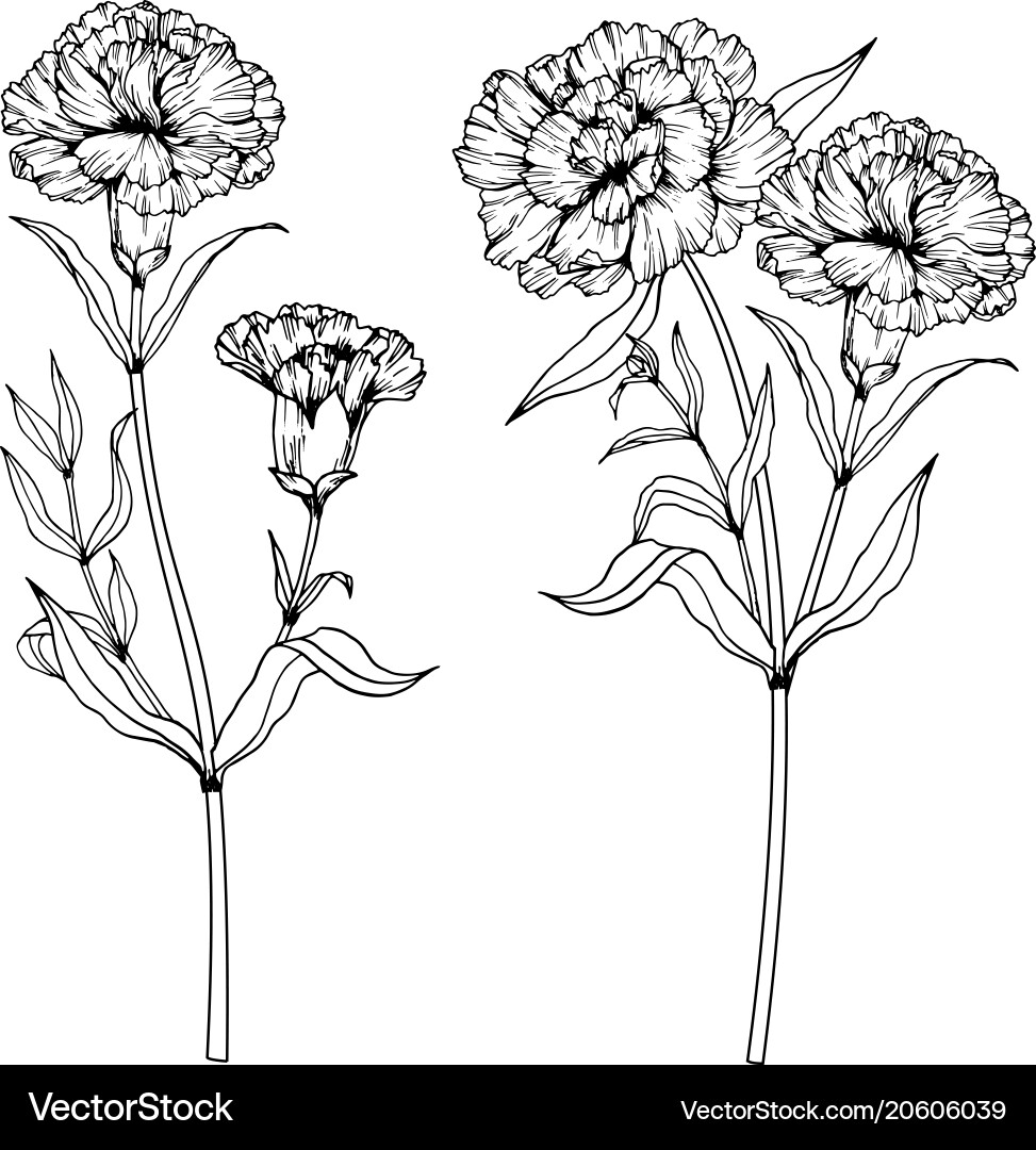 Carnation Line Art Royalty Free Vector Image - VectorStock