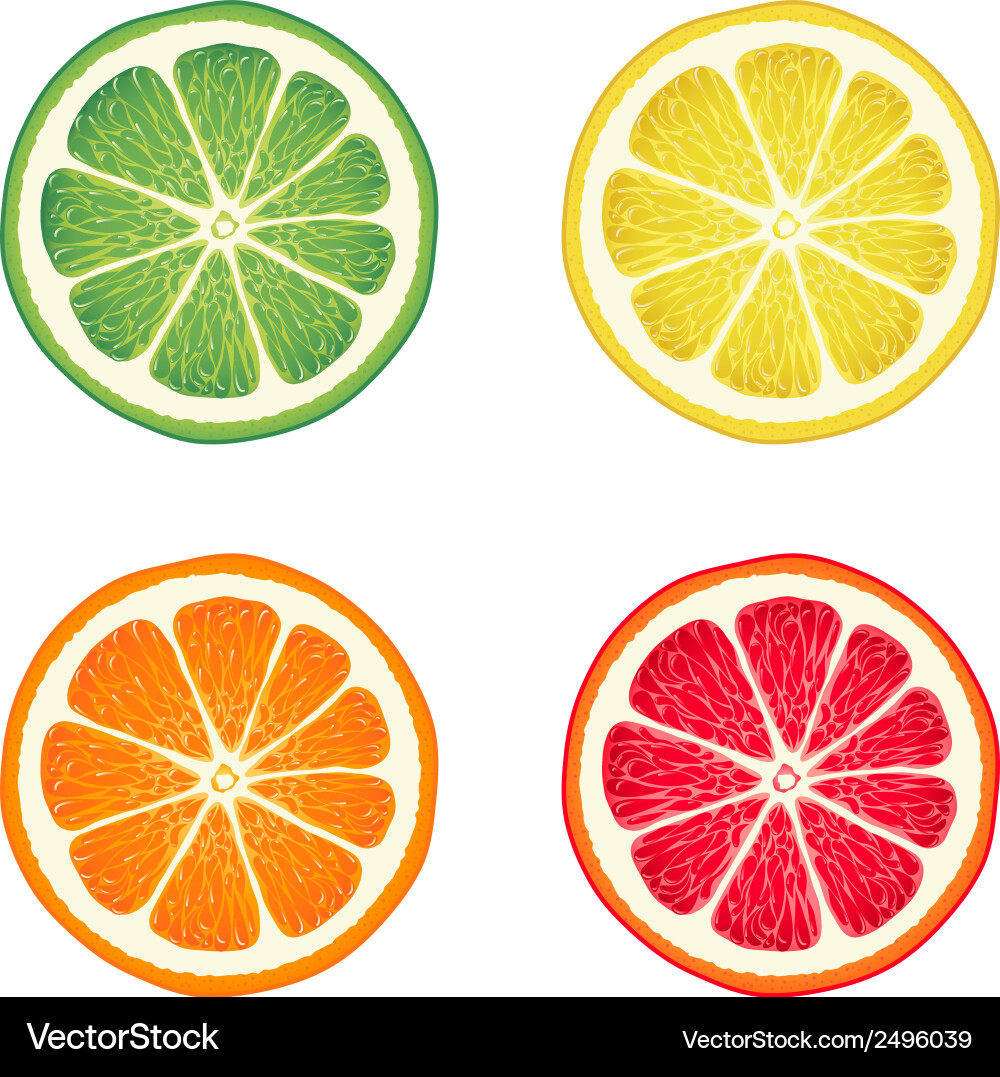 Citrus fruits Royalty Free Vector Image - VectorStock