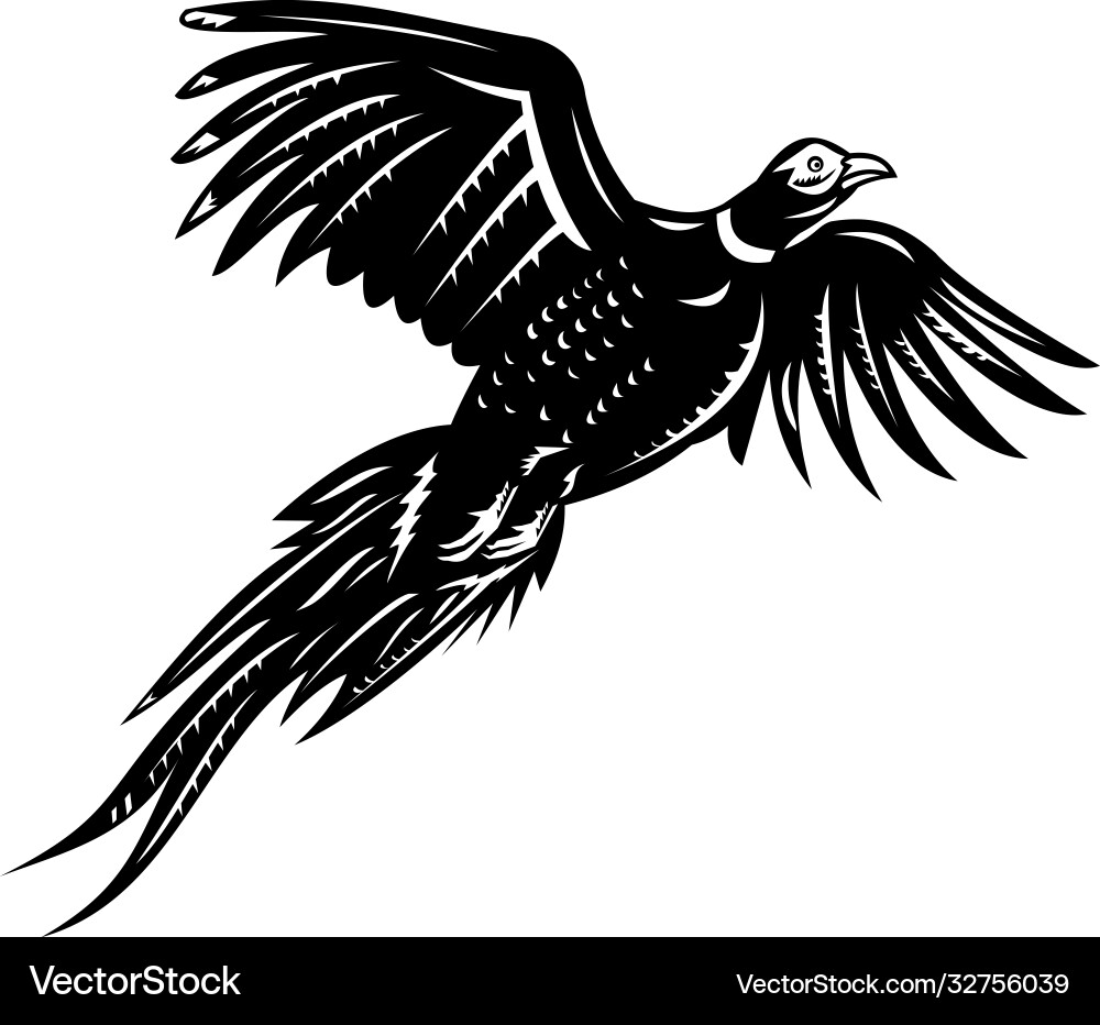 Ring Necked Pheasant Vector Images (43)
