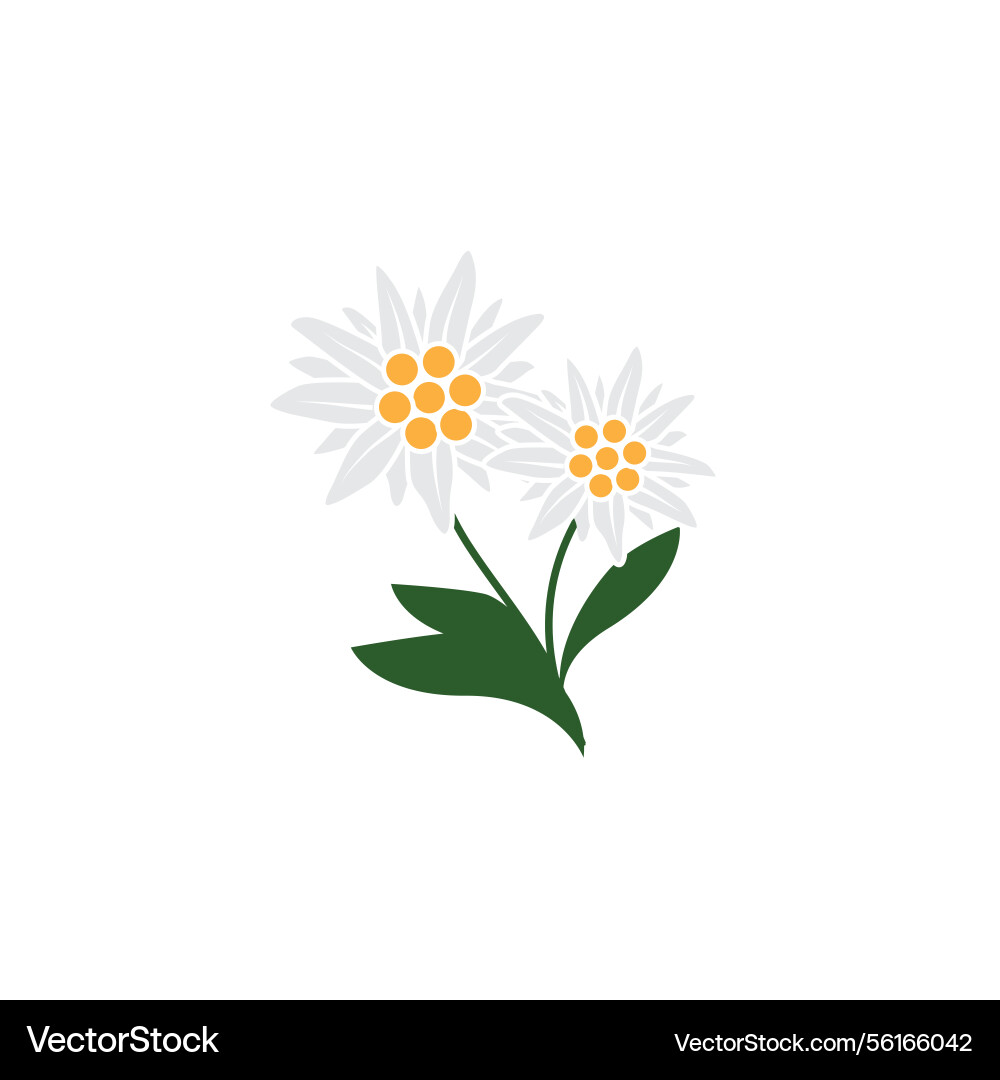 Edelweiss logo isolated Royalty Free Vector Image