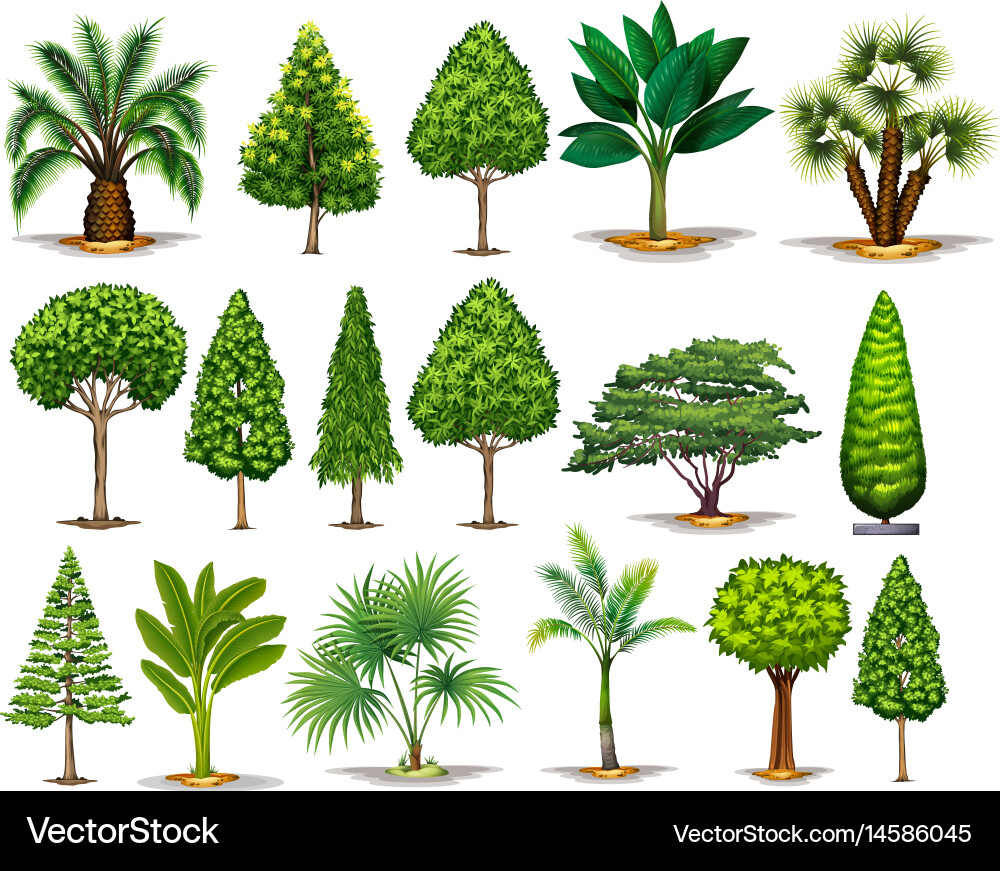 Different types of green trees Royalty Free Vector Image