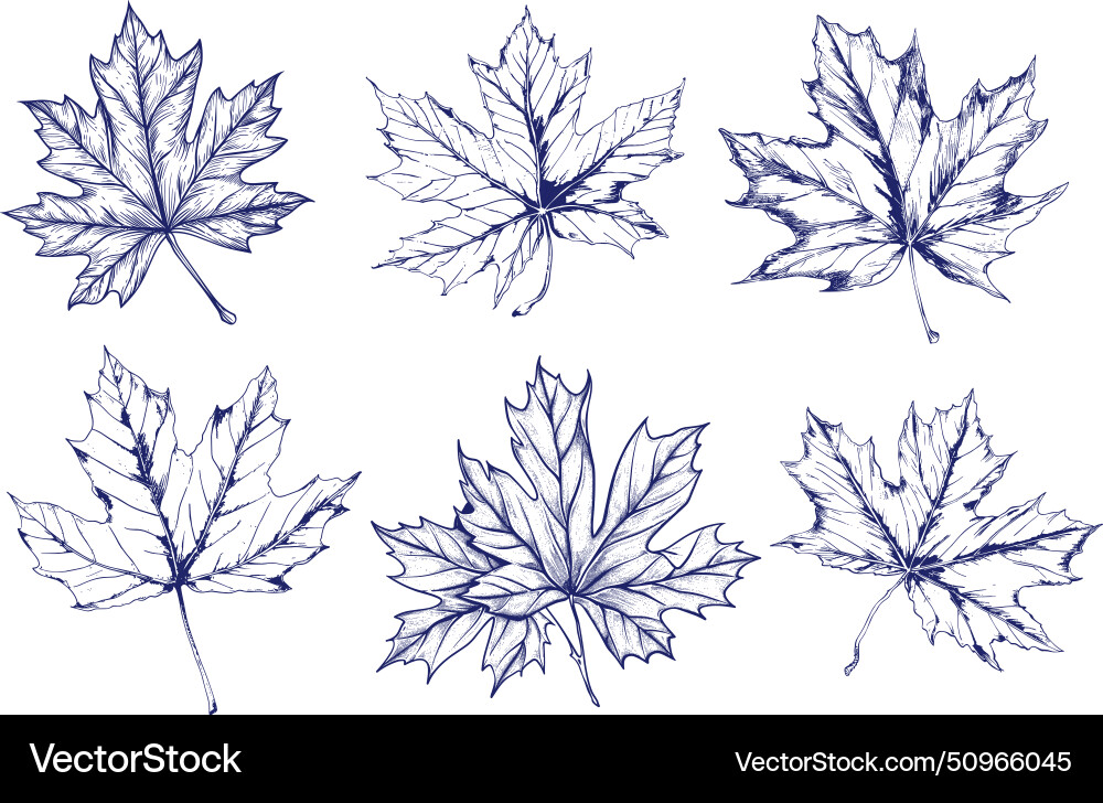 Isolated marple leaves skeletons autumn leaf Vector Image