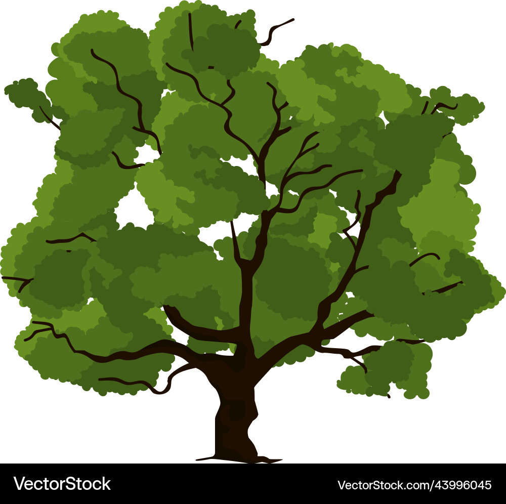 Summer forest tree green oak growing plant Vector Image