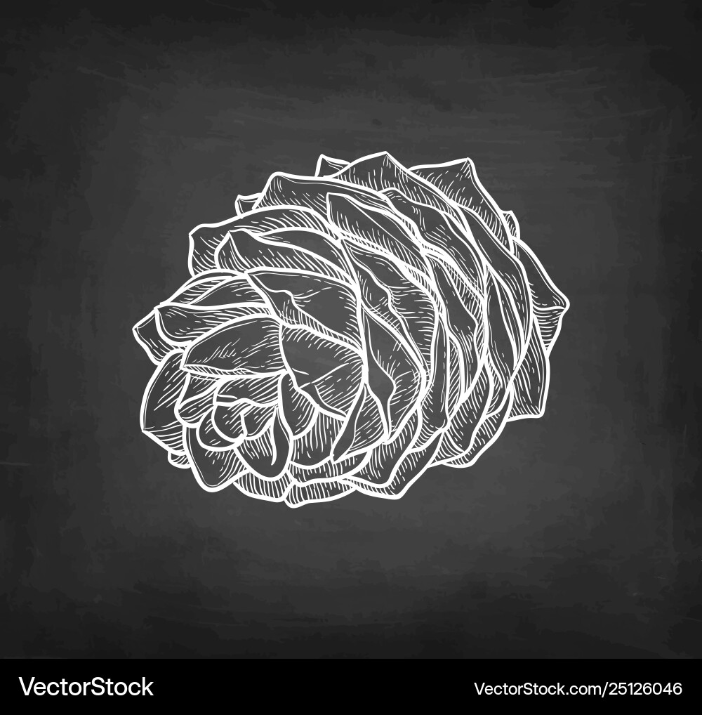 Chalk sketch pine nut Royalty Free Vector Image