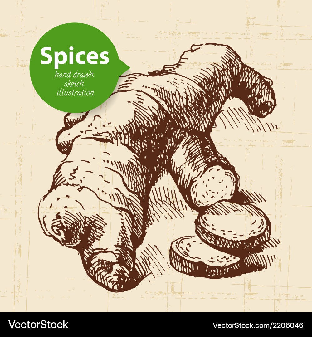 Kitchen herbs and spices Royalty Free Vector Image