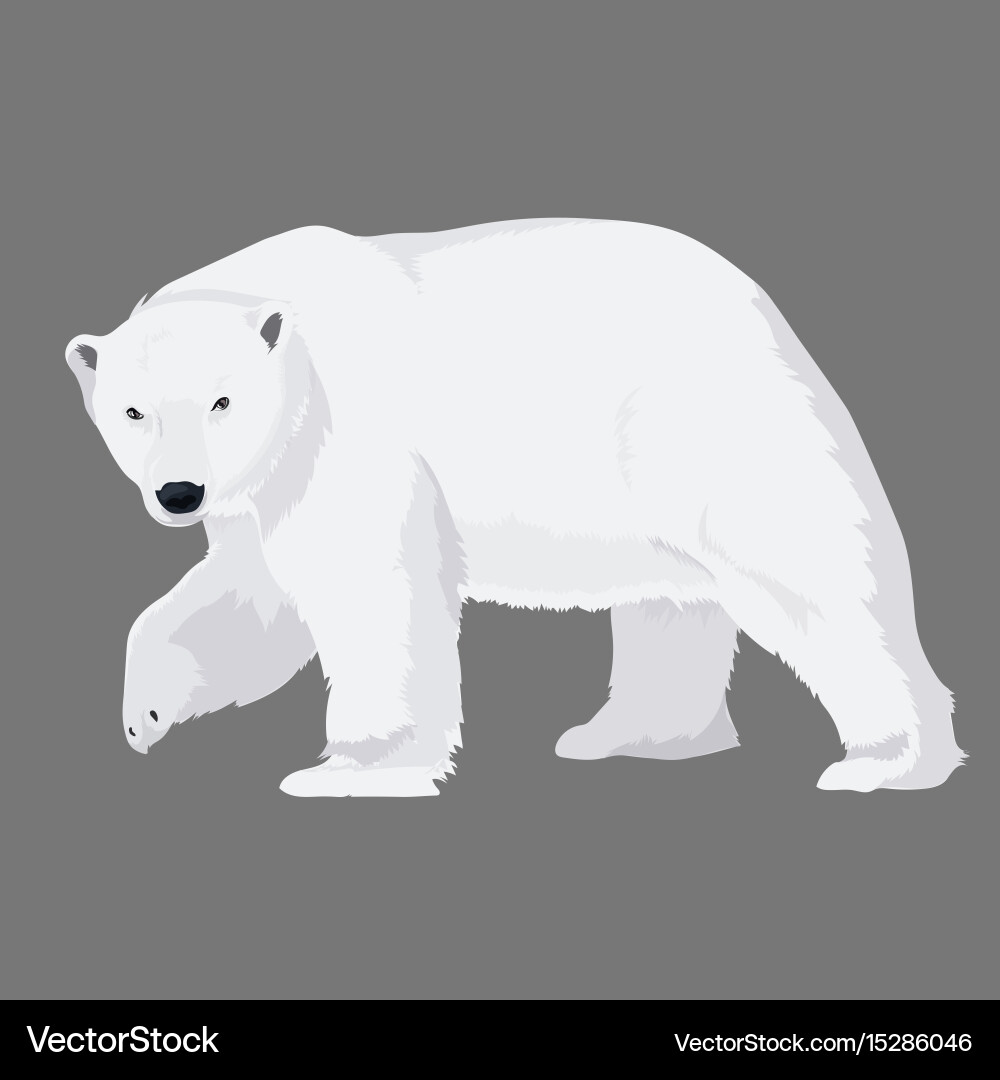 White bear Royalty Free Vector Image - VectorStock