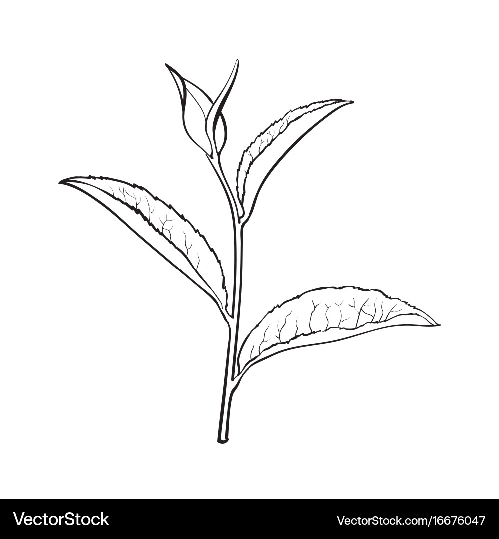 Hand drawn tea leaf side view sketch Royalty Free Vector