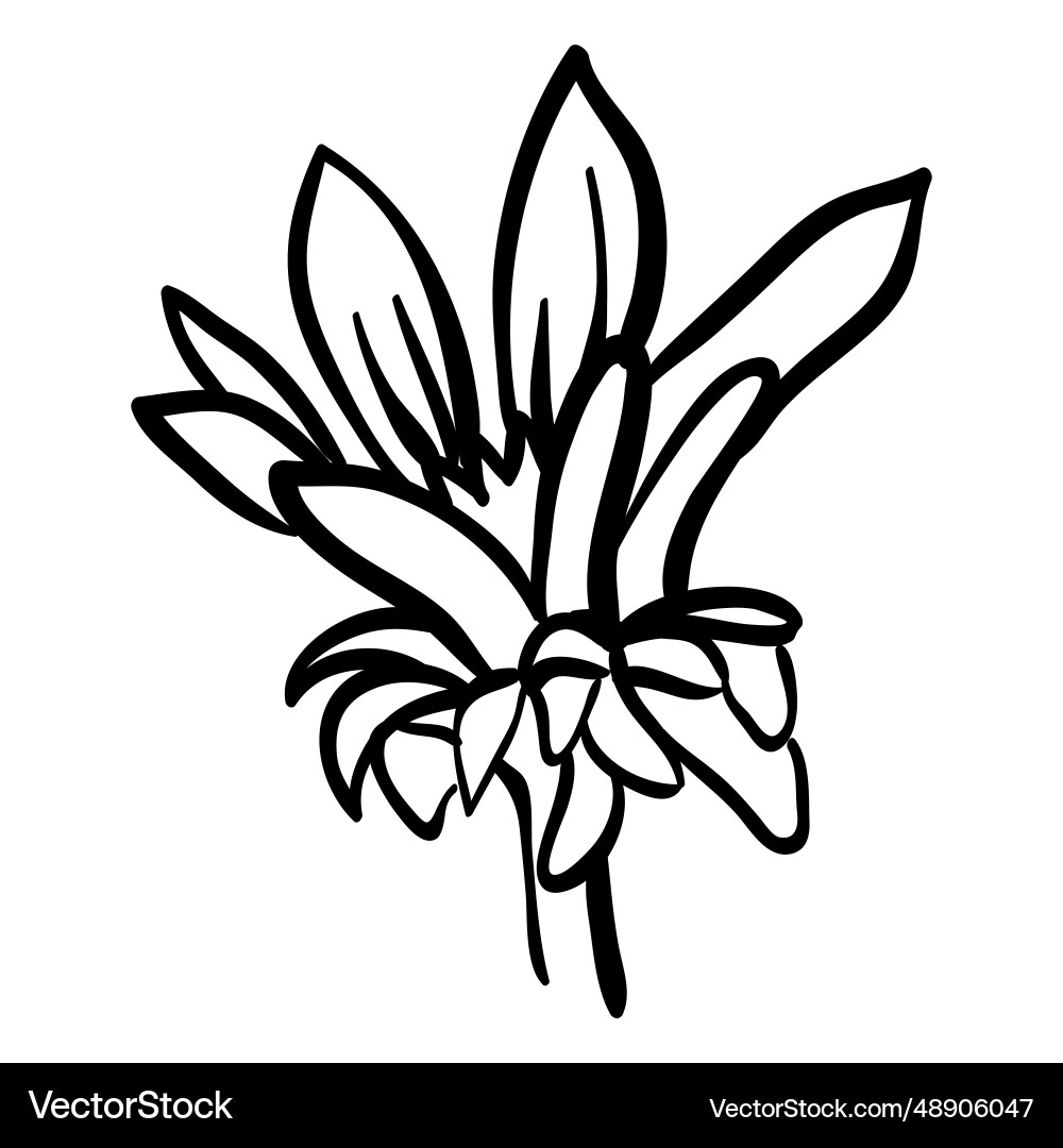 Lily flower stroke Royalty Free Vector Image - VectorStock
