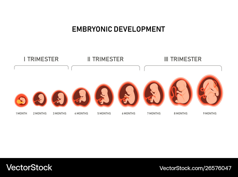 Embryonic And Fetal Development