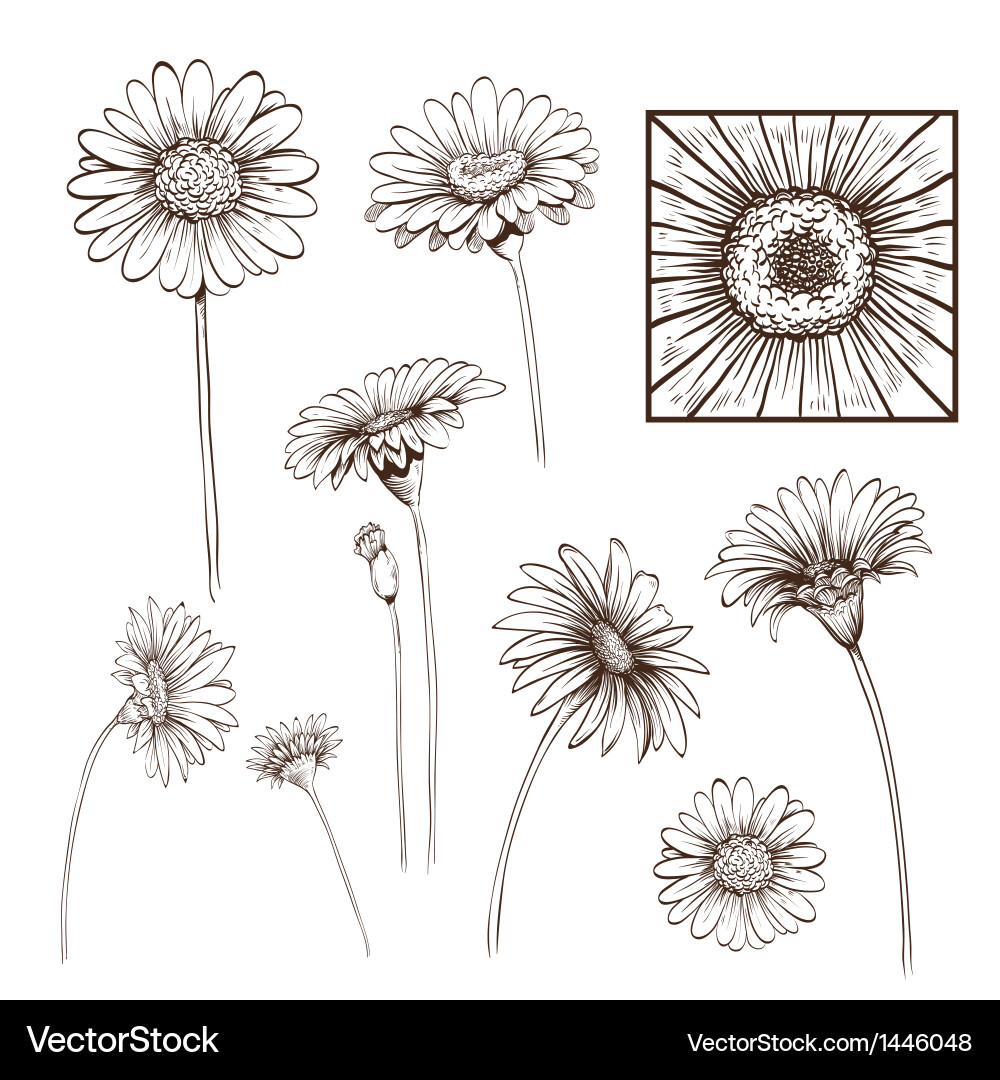 Gerber Daisy Drawing Vector Hand Drawn Monochrome Illustration Of