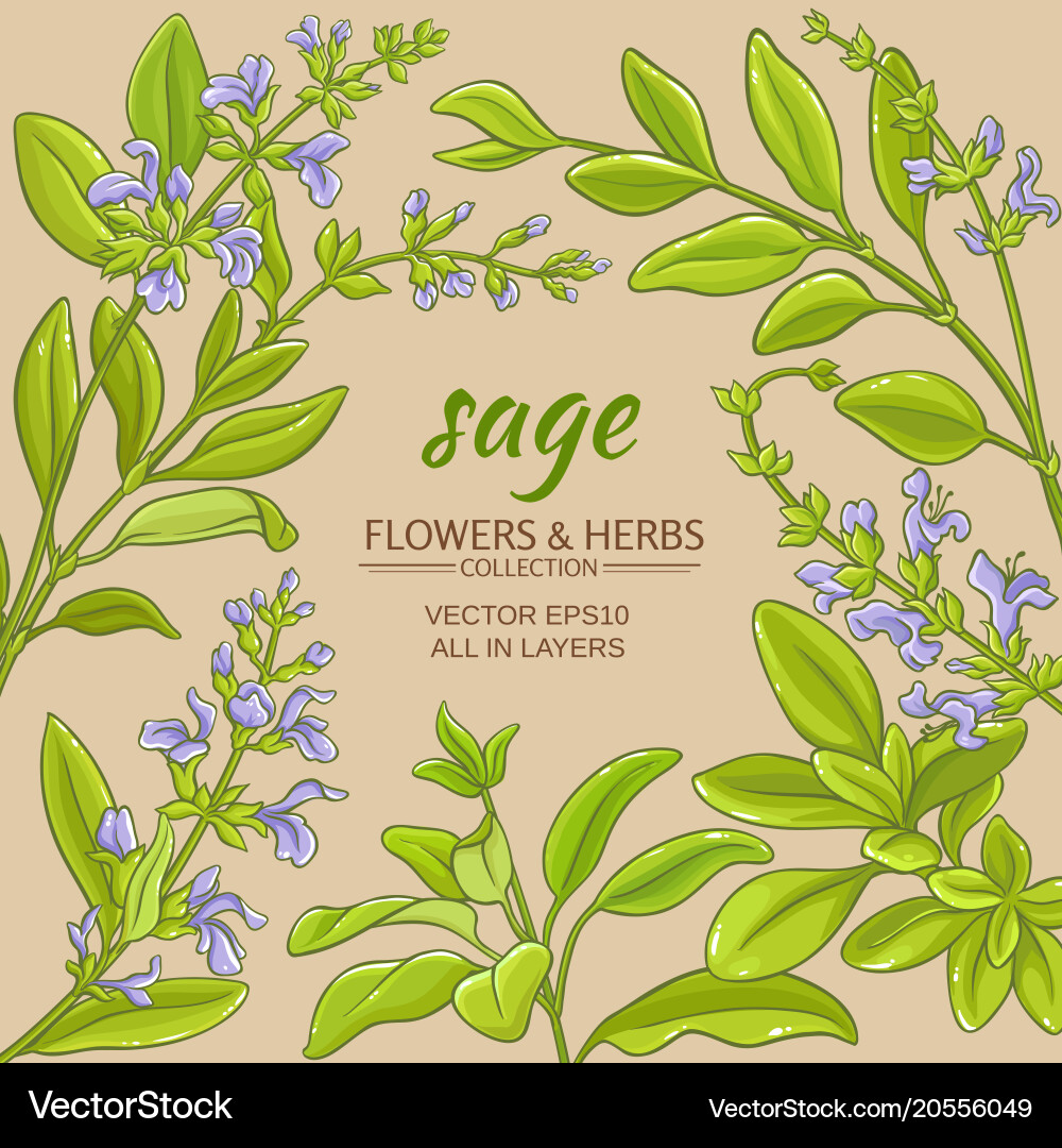 Sage frame Royalty Free Vector Image - VectorStock