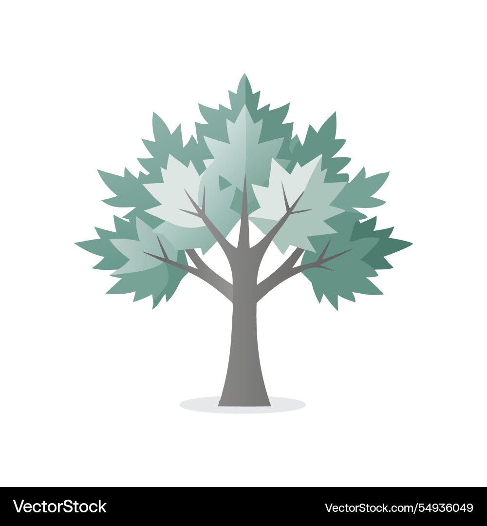 Silver maple tree isolated flat on white Vector Image