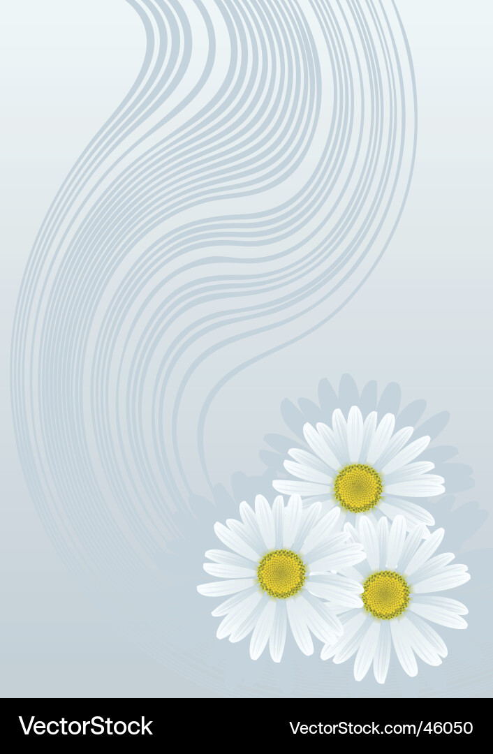 Chamomiles Royalty Free Vector Image - VectorStock