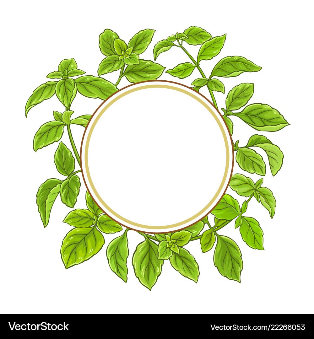 Basil plant frame Royalty Free Vector Image - VectorStock
