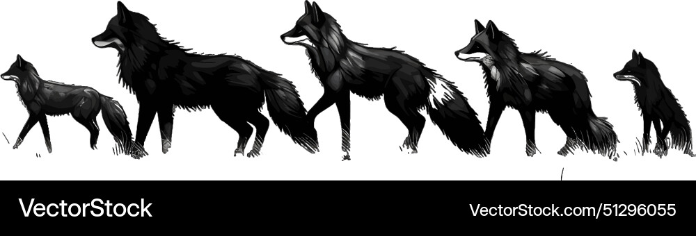 Black silhouette of pack wolves on white Vector Image