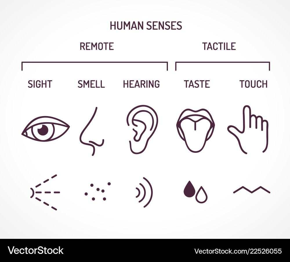Five basic human senses Royalty Free Vector Image